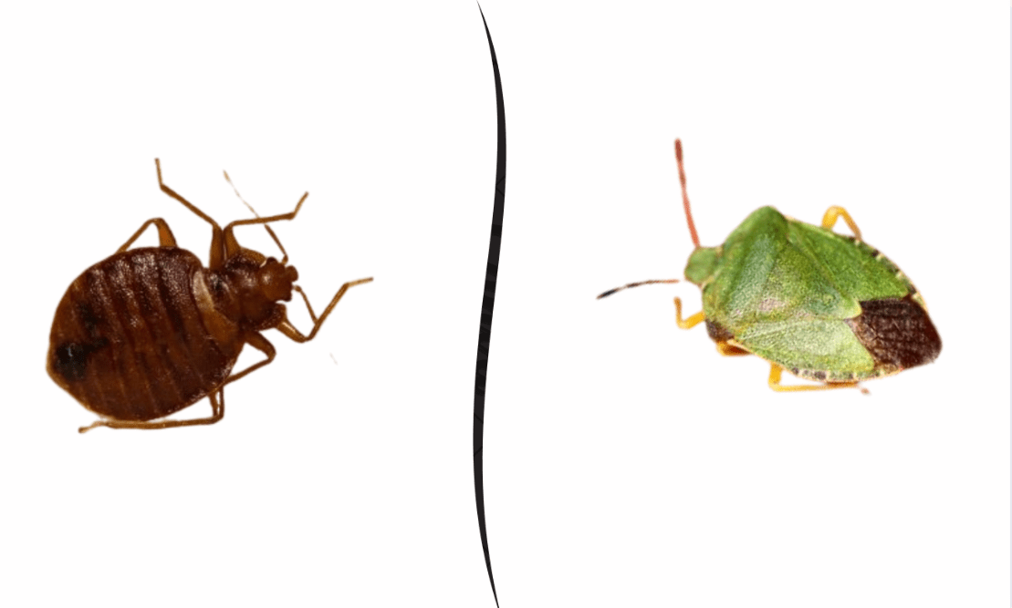 Punaise verte VS punaise de lit : quelles différences